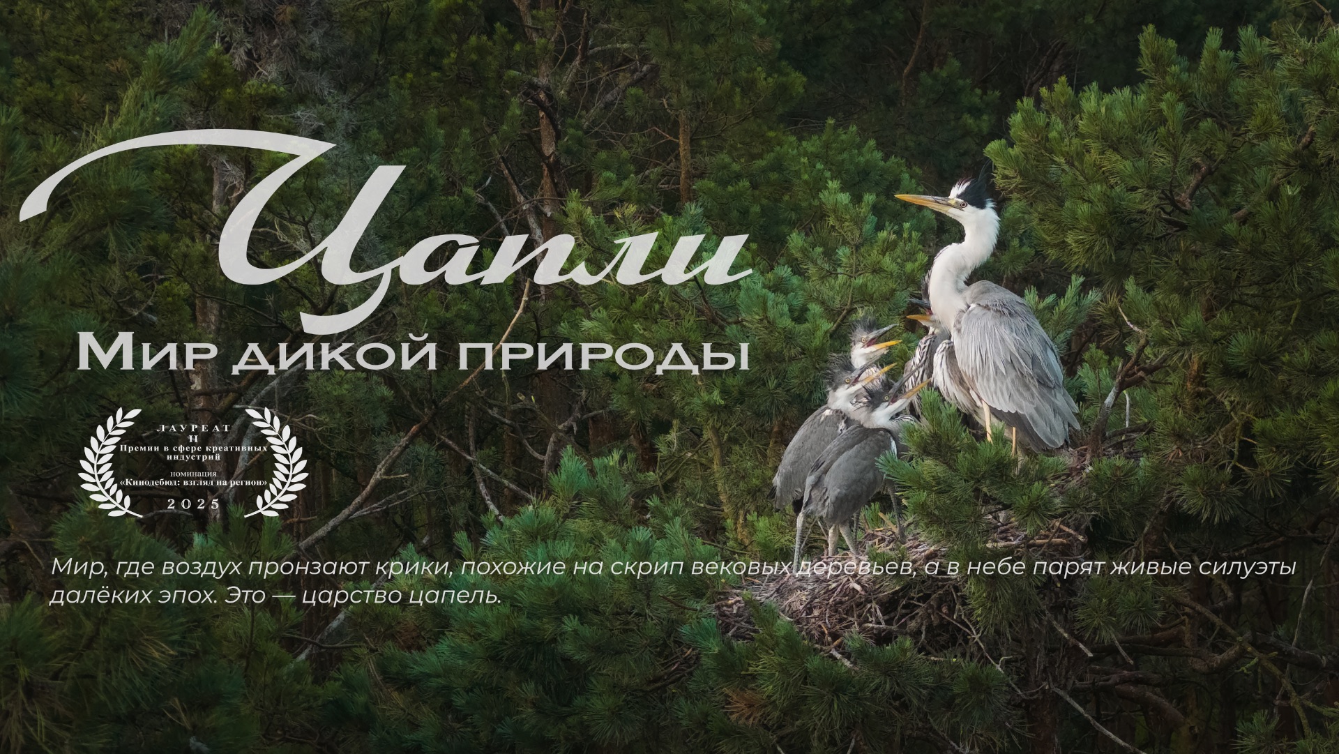 Цапли. Мир дикой природы