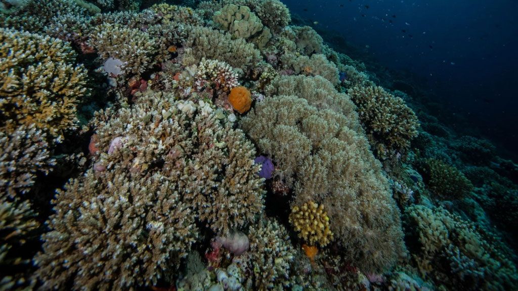 коралловый риф, ночной дайвинг на Мальдивах