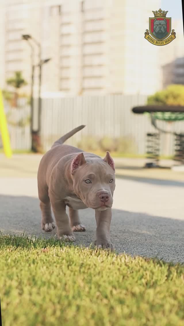 Тея | Американский булли | Royal Bully House