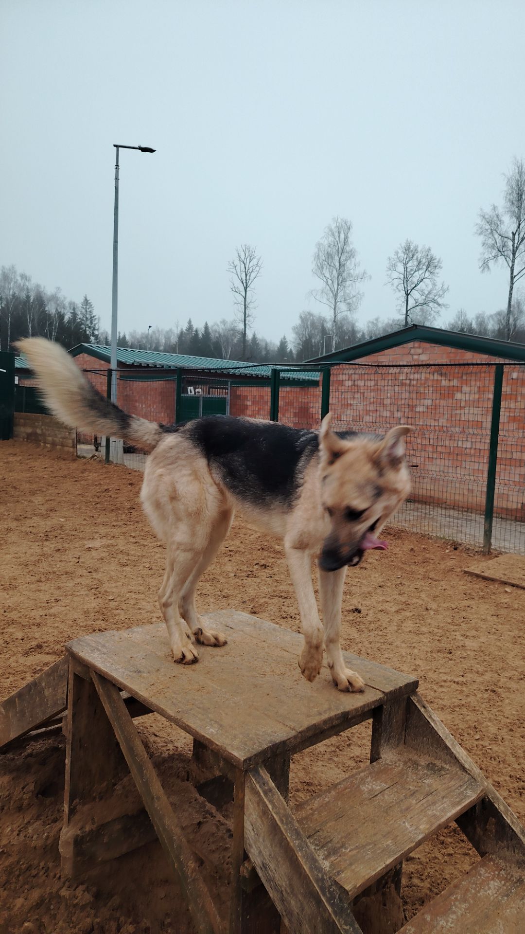 🦓"Чем мы заняты в субботу (из дневников Орфея)" ❥ Приют в Малинках