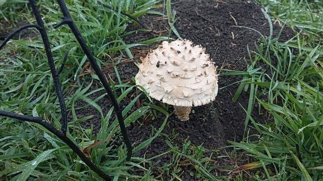 Мухомор Виттадини #грибы #мухомор #поискгрибов