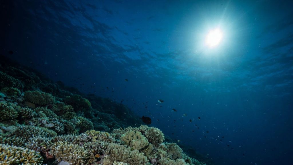 коралловый риф ночной, дайвинг на Мальдивах, ночной дайвинг