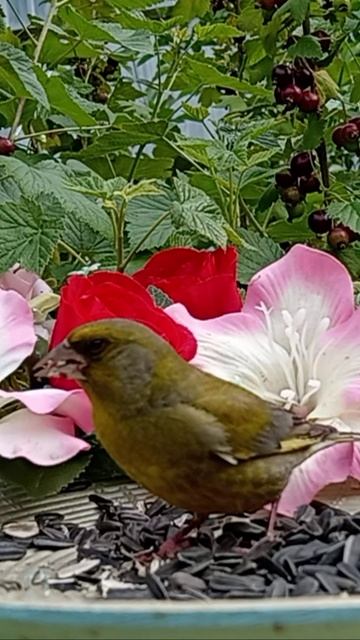 Зеленушка#Зеленушка#ОбыкновеннаяЗеленушка#ПтицаЗеленушка