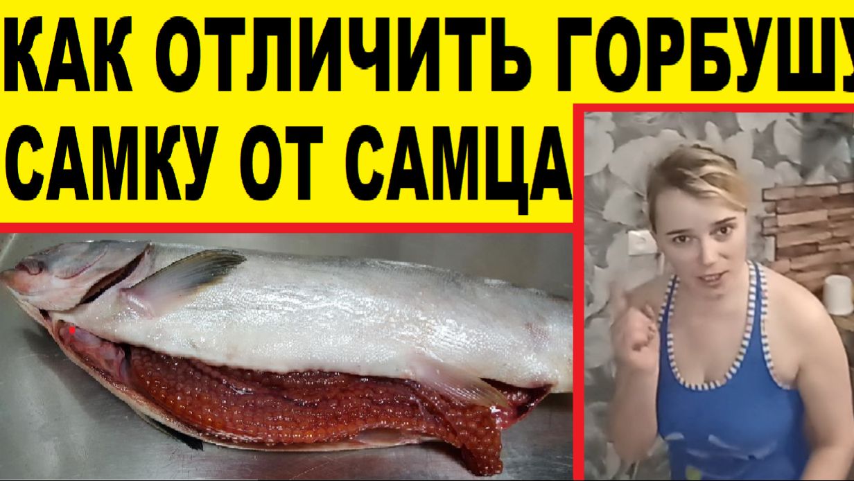 Выбираем горбушу с икрой,самку.Как определить /Wir wahlen einen Lachsfisch mit Kaviar, ein Weibchen