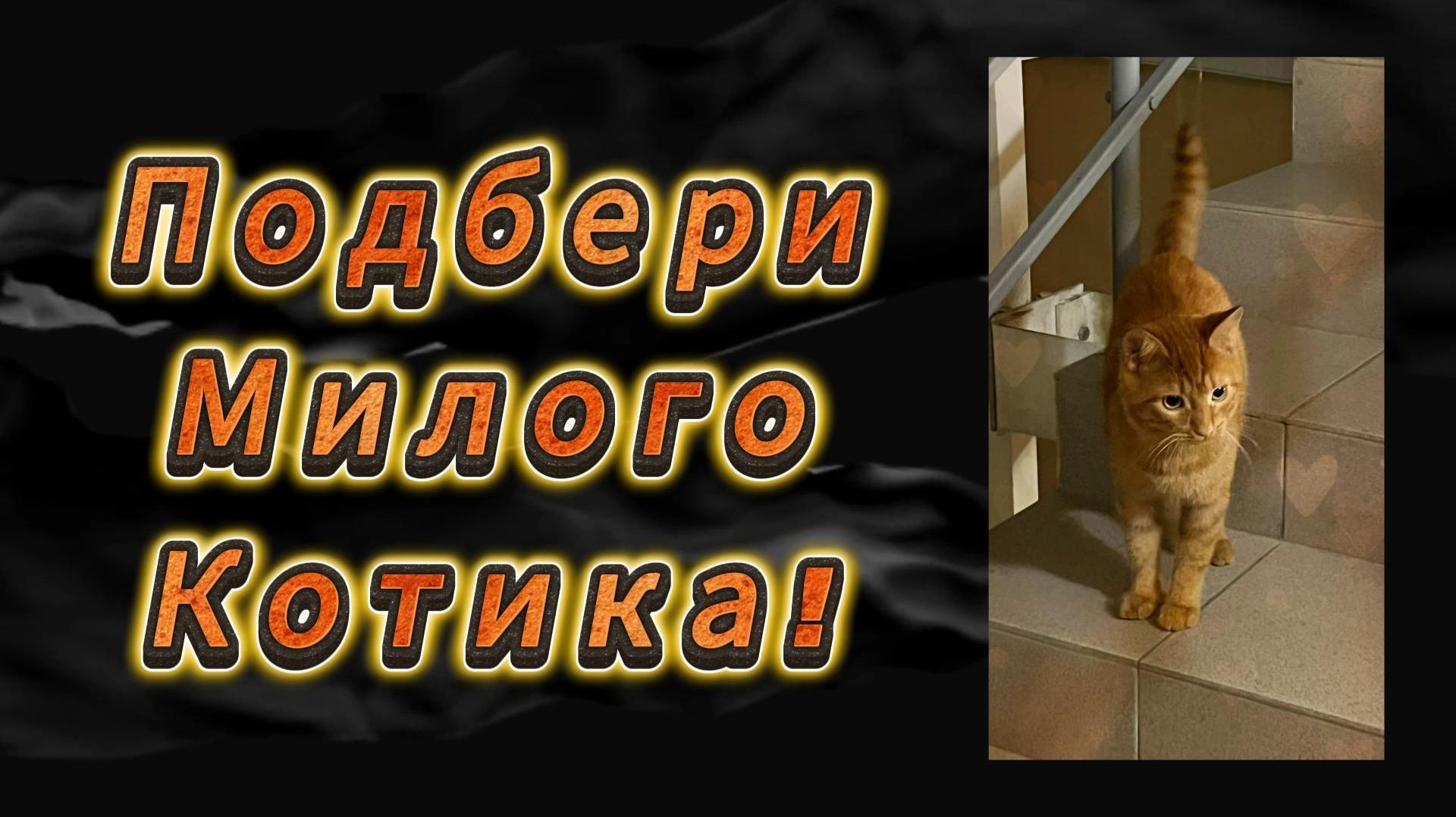 Подбери Милого Котика! Кот Феня&Феникс