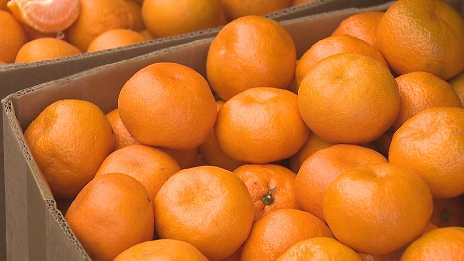 В Абхазии продолжается сбор мандаринов