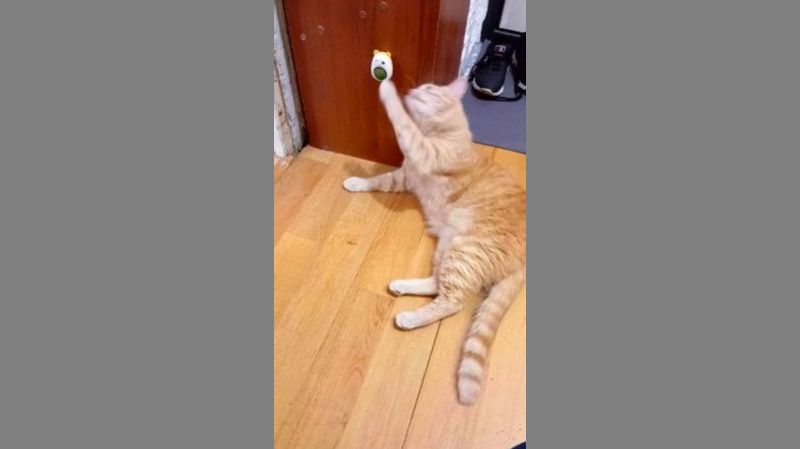 Кошачье счастье