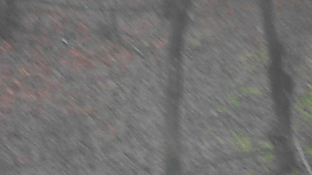 Полет вороны DSCN7062