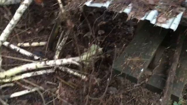 В лес с большой компанией и даже есть грибы 😁 01.12.25