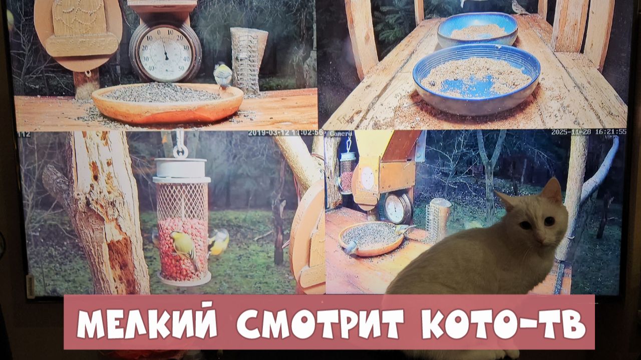 Мелкий смотрит КОТО-ТВ👀🕊