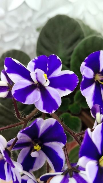 Фиалка химера Concord