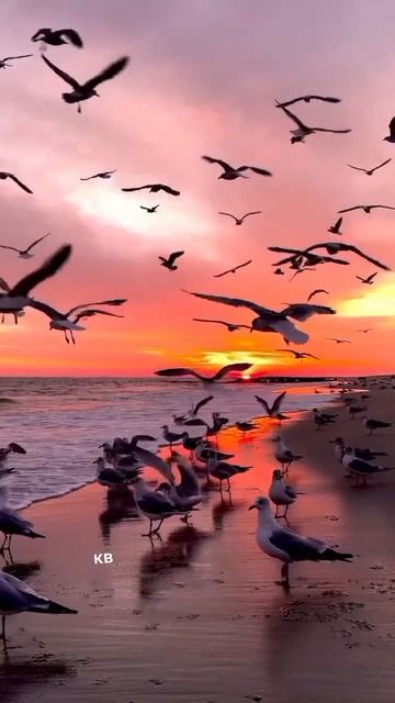 #katyboro #видео #видеооткрытка  #красивоевидео #shortvideo #shorts #short #video #viralvideo #рек