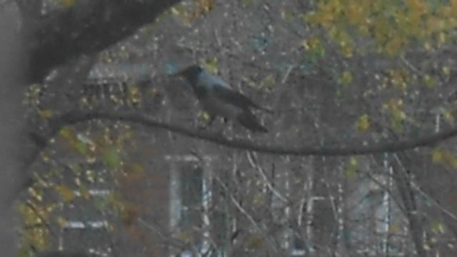 Ворона вытирает клюв о ветку дерева. DSCN6931