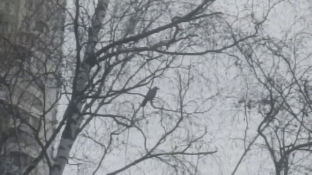 Без звука. Ворона на дереве 548545 VID_20250303_124652
