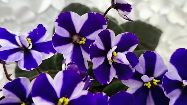 Фиалка химера Concord