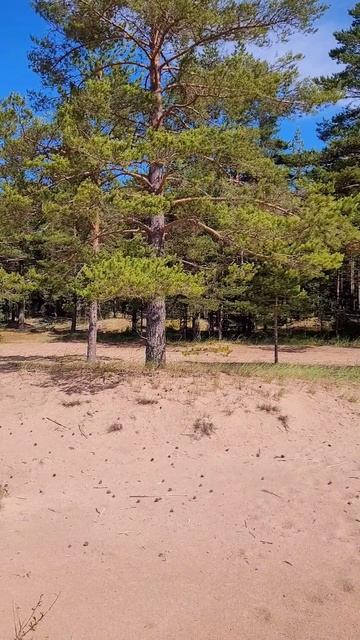 Карелия 2025. Видлица. Лес у пляжа. Июль 2025г