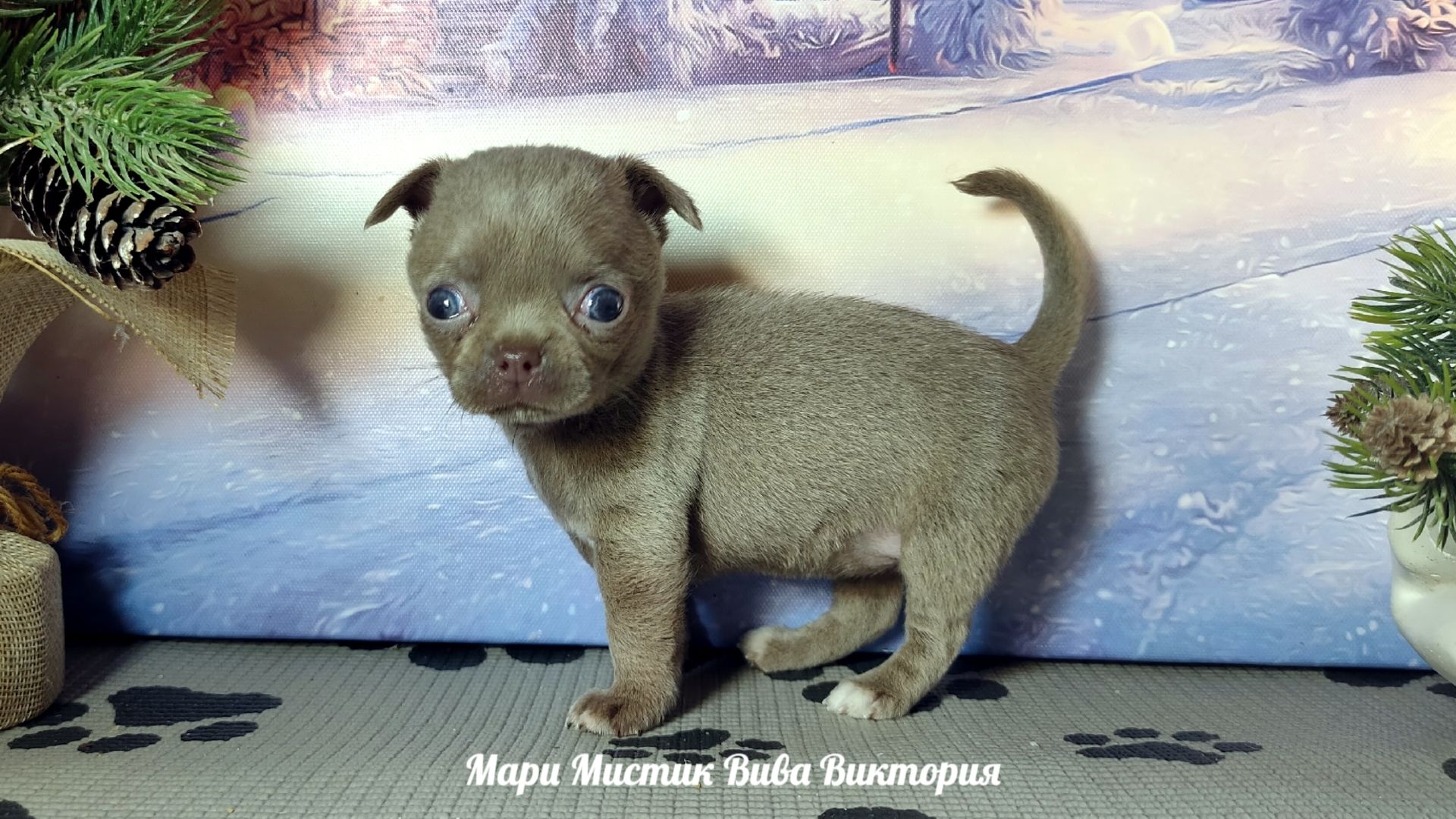 Вэшки переехали 30/11/25 #купитьщенкачихуахуапродаю +79215950848