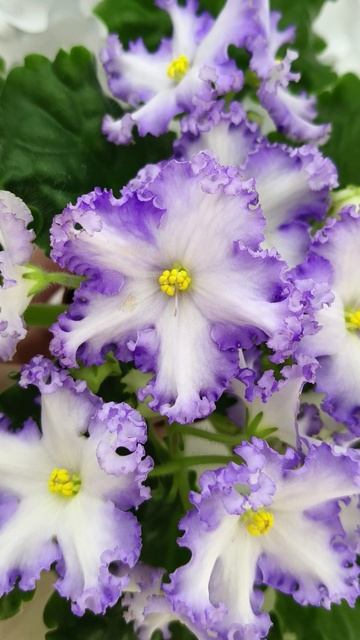 Фиалка РМ-Франческа