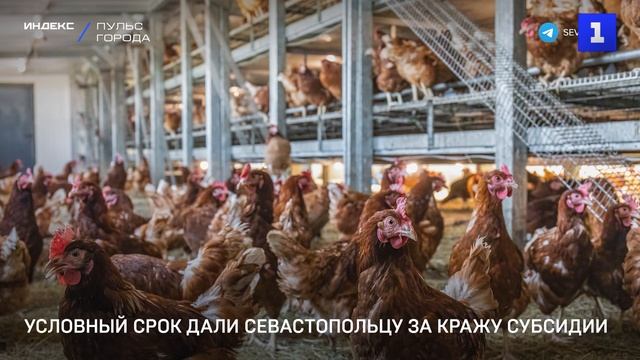 Условный срок дали севастопольцу за кражу субсидии