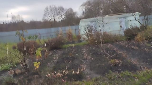 26.11.25г.  Проверяю 🧄🧄🧄ЧЕСНОК!!!   Пророс ЛИ!!!🙂🙂🙂