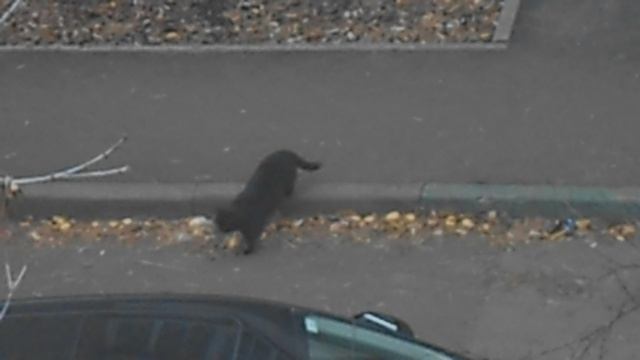 Черный кот пошел по своим делам. DSCN7007