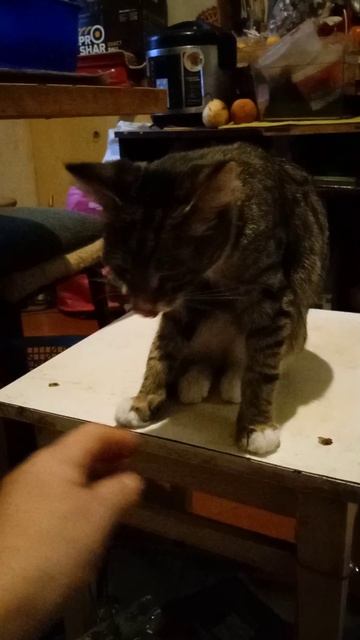 Сержик любит умываться #котик