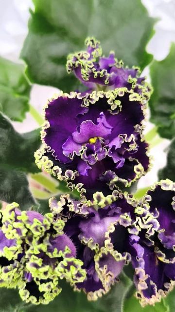 Фиалка АВ-Гром и Молнии