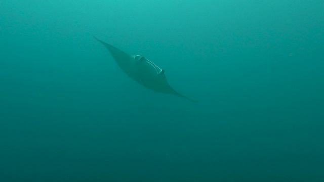 Manta-ray. I love my man