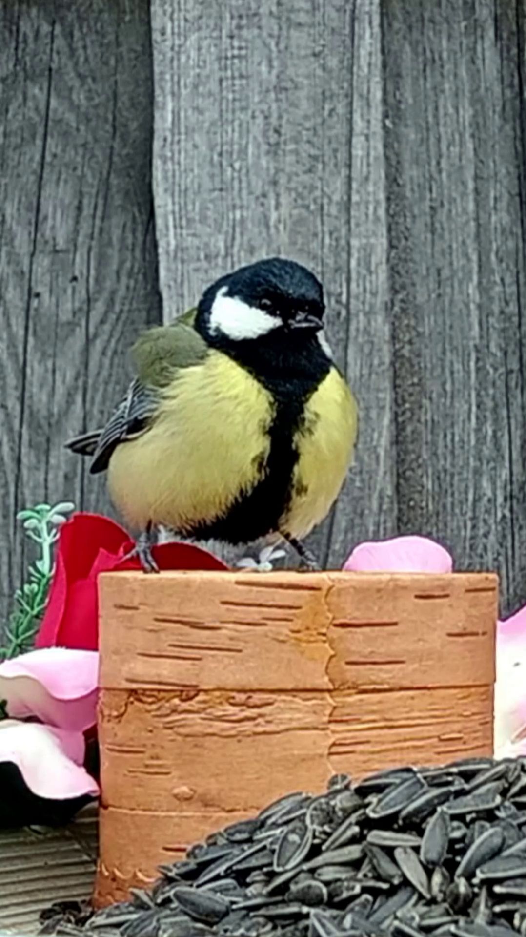 Синичка пьёт водичку