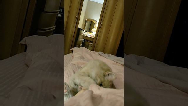 Укладываемся спать 🐱