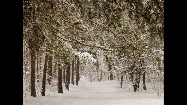 Видео. Красивая музыка для Души. Зимний  - лес.