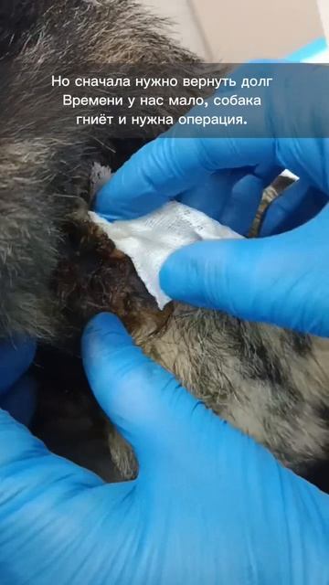 У ЛЕССИ СВИЩИ ОСТОРОЖНО К ПРОСМОТРУ