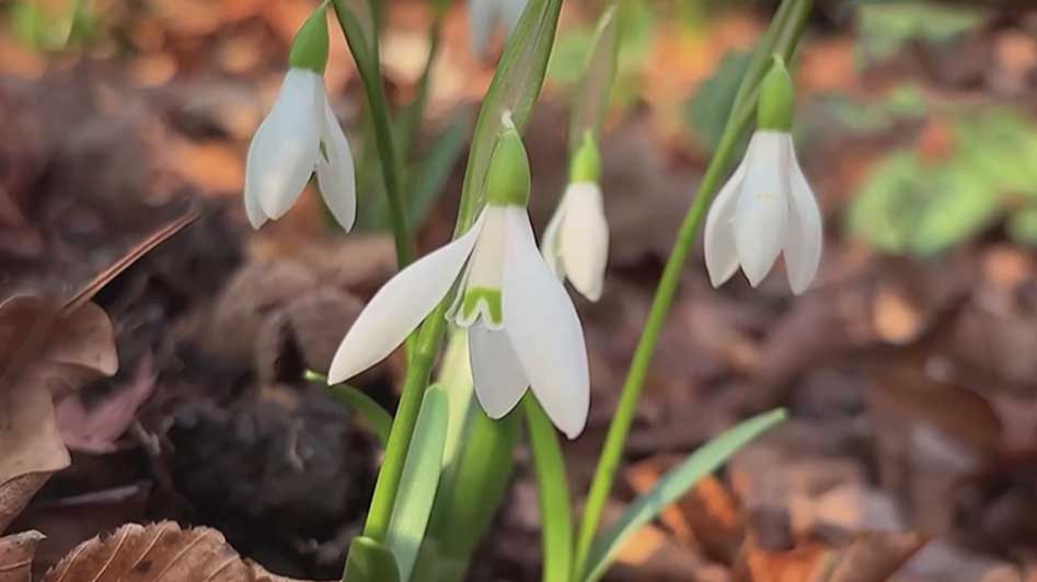 В Сочи распустились подснежники