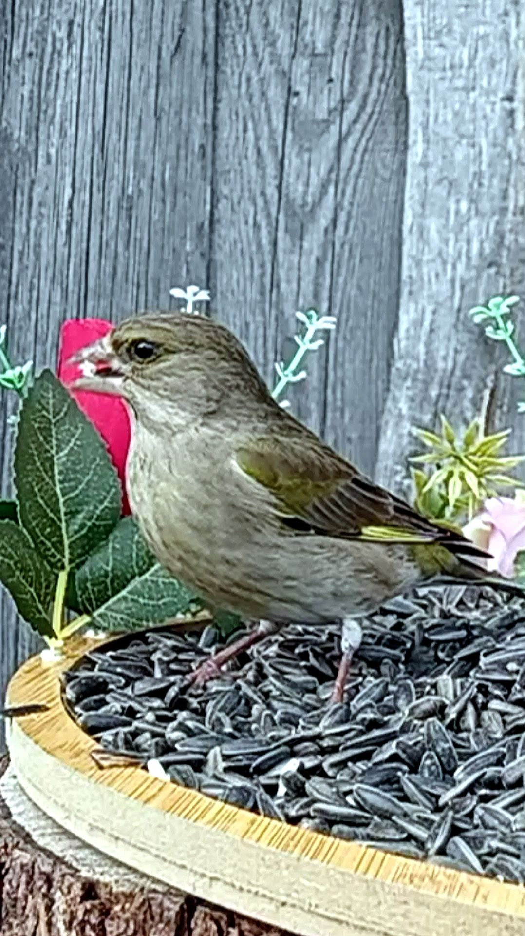 Зеленушка#Зеленушка#ОбыкновеннаяЗеленушка#ПтицаЗеленушка