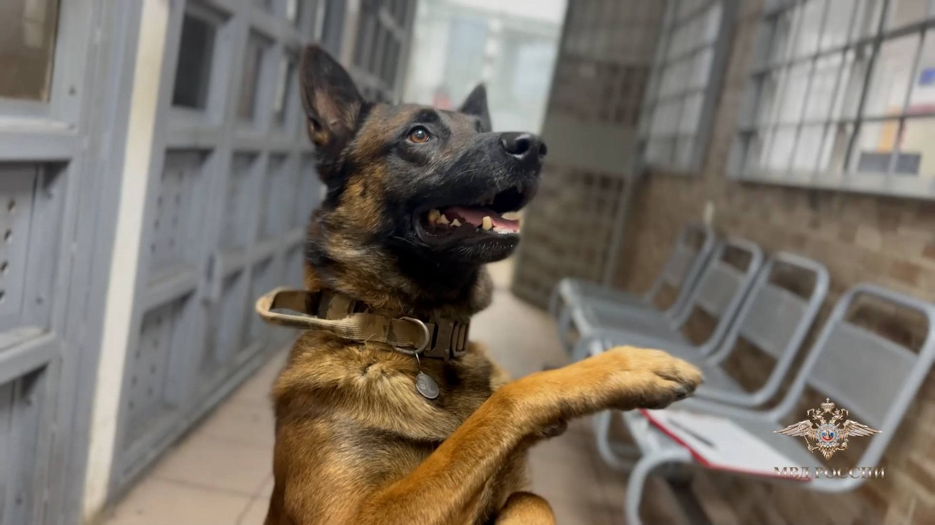 Полицейский-кинолог и служебная собака нашли потерявшегося пятилетнего ребенка