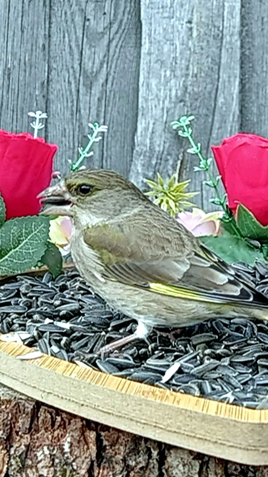 Зеленушка#Зеленушка#ОбыкновеннаяЗеленушка#ПтицаЗеленушка