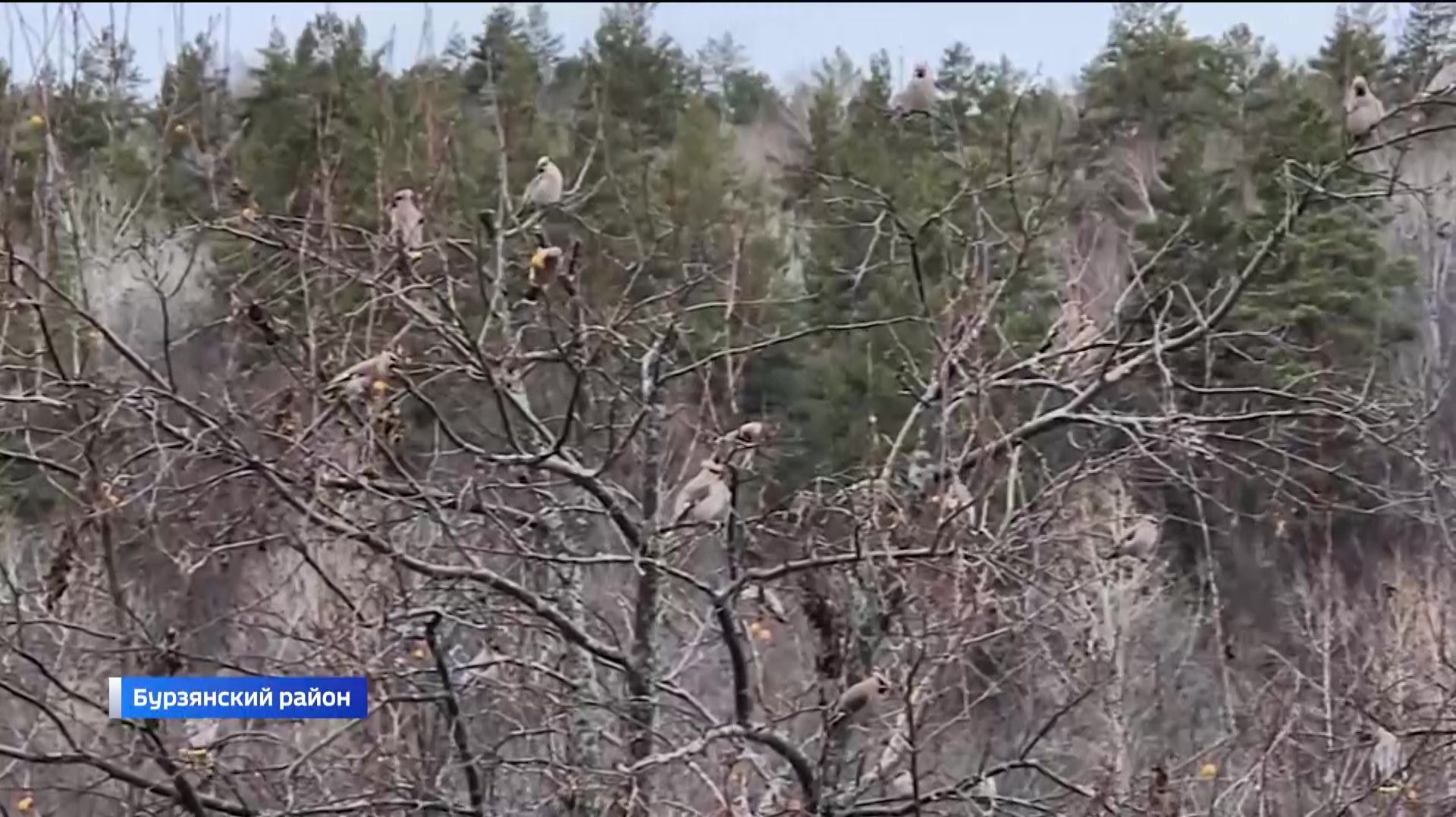В Башкортостан в деревне Иргизлы Бурзянского района прилетели свиристели
