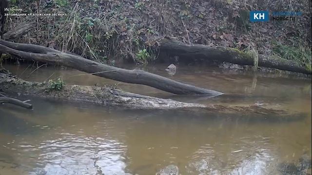 Норку «Калужских засек» сняли за купанием