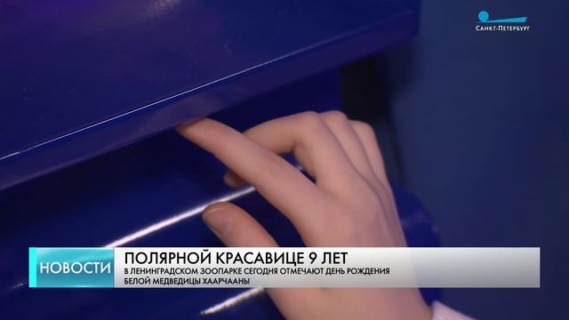 День рождения белой медведицы Хаарчааны отметили ледяным тортом