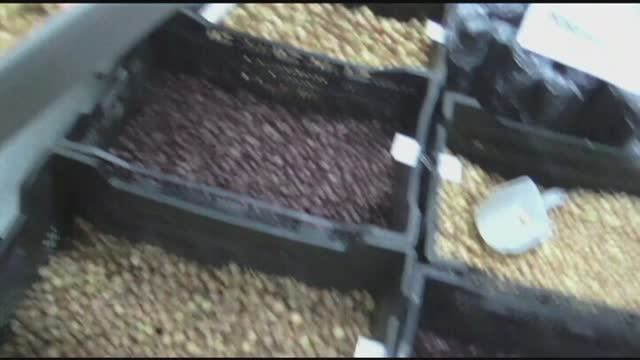 О покупке лука севка