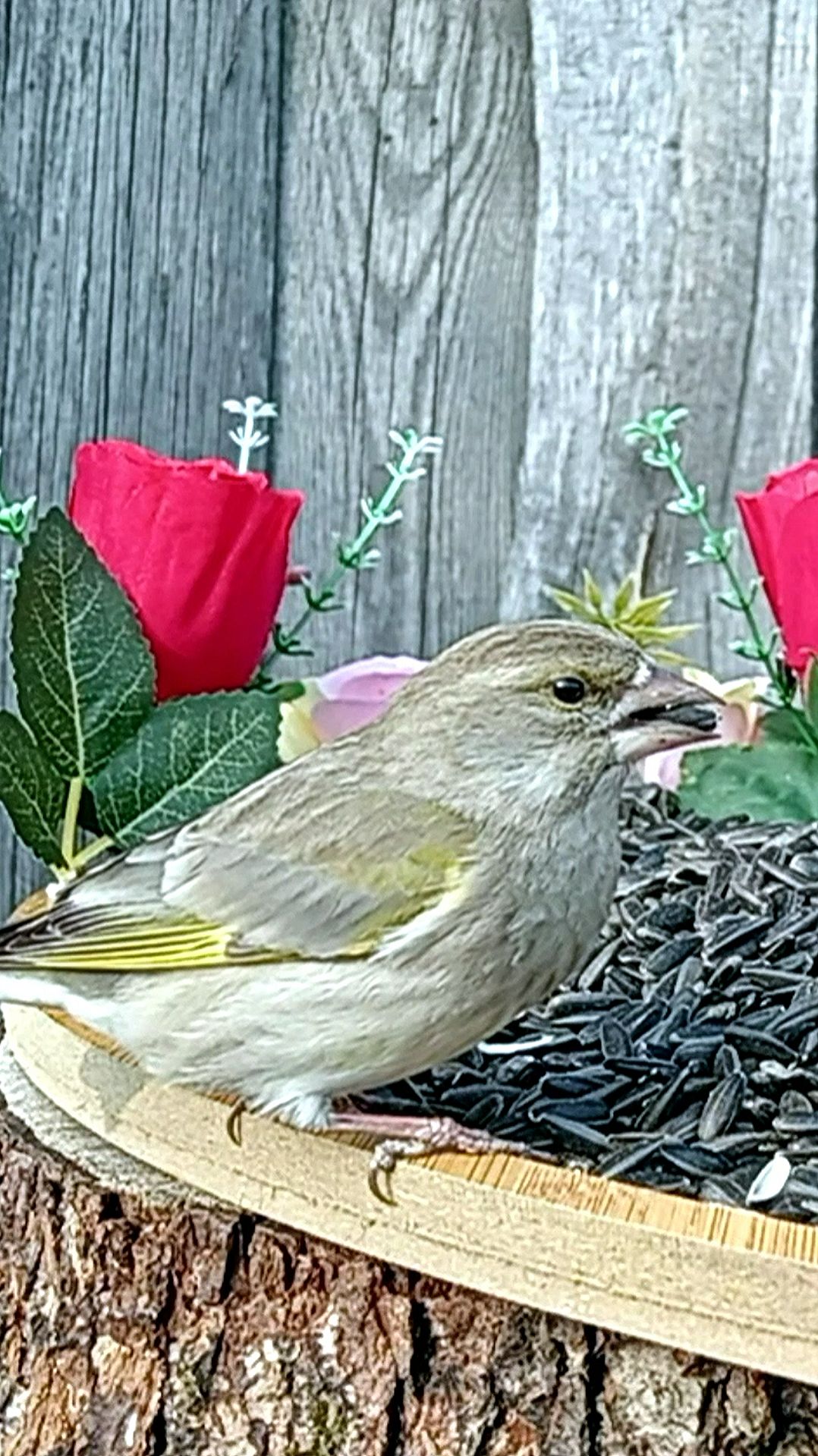 Зеленушка#Зеленушка#ОбыкновеннаяЗеленушка#ПтицаЗеленушка