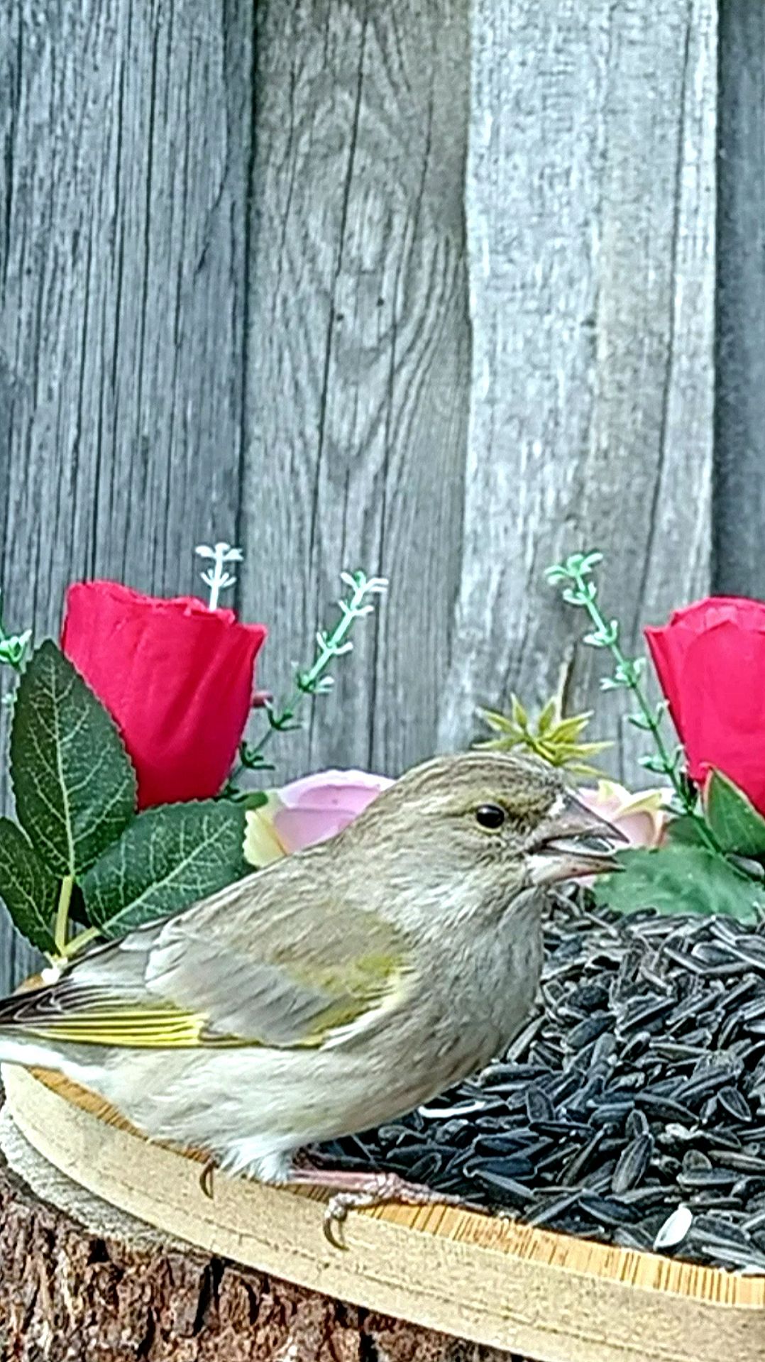 Зеленушка#Зеленушка#ОбыкновеннаяЗеленушка#ПтицаЗеленушка