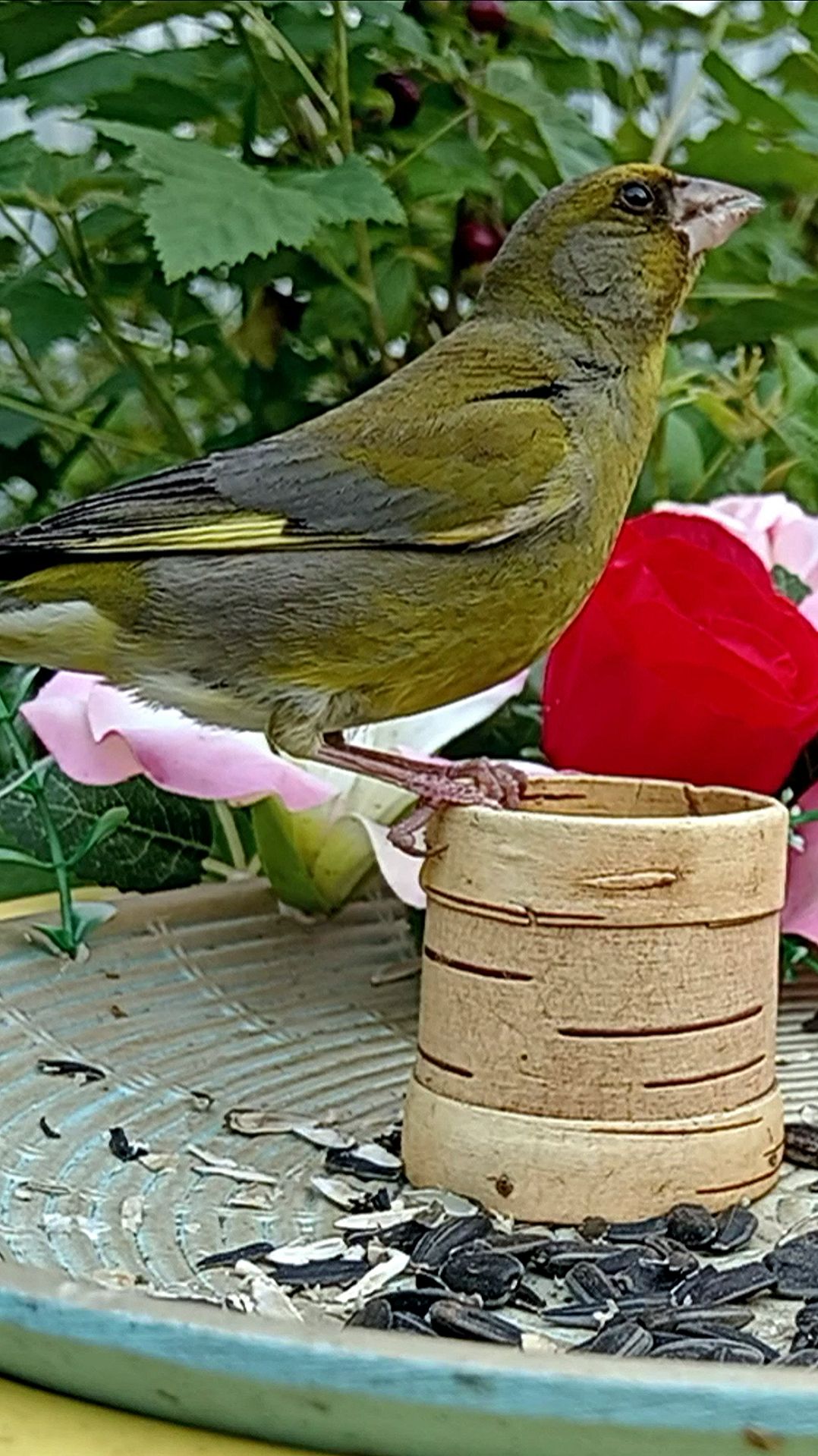 Зеленушка пьёт водичку#Зеленушка#ОбыкновеннаяЗеленушка#ПтицаЗеленушка