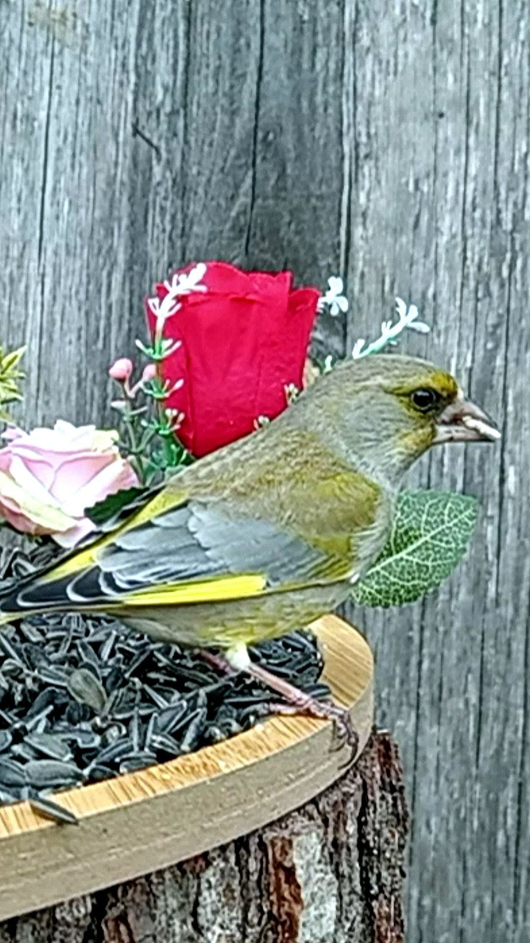 Зеленушка#Зеленушка#ОбыкновеннаяЗеленушка#ПтицаЗеленушка