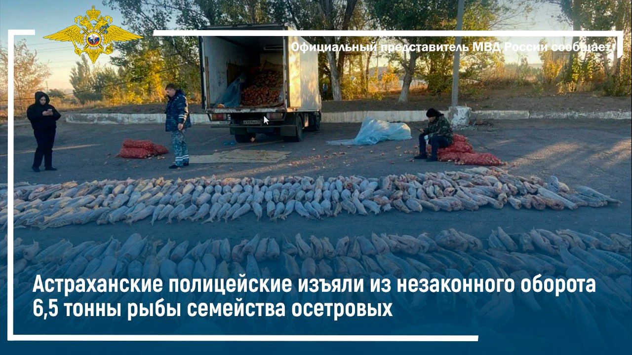Астраханские полицейские изъяли из незаконного оборота 6,5 тонны рыбы семейства осетровых