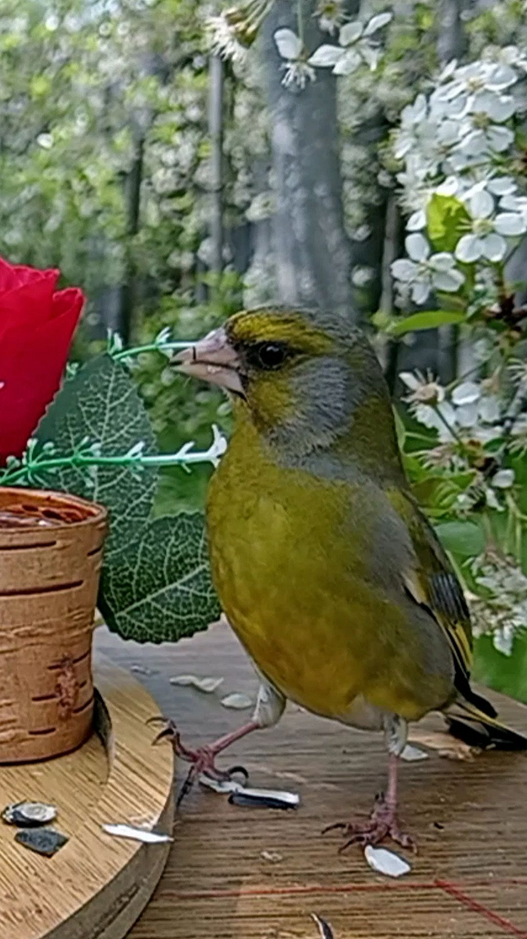 Зеленушка клюёт семечки#Зеленушка#ОбыкновеннаяЗеленушка#ПтицаЗеленушка