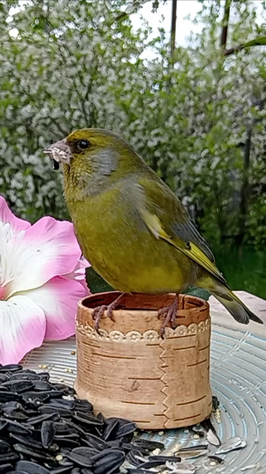 Зеленушка на кормушке#Зеленушка#ОбыкновеннаяЗеленушка#ПтицаЗеленушка