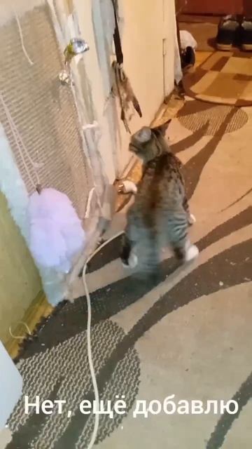 Я грозный зверрр и трогать ты меня не смей! #котенок