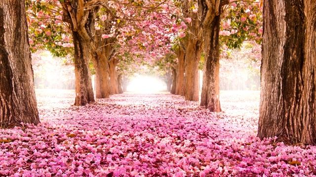 Emotional Piano Inspiration Fly | Cinematic | Emotional | Piano | Inspiration |