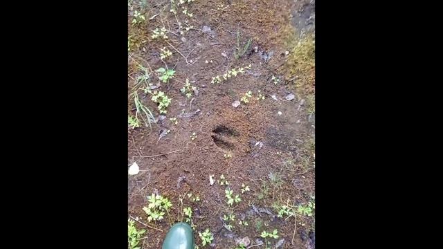 Следы оленя в лесу Deer tracks in the forest